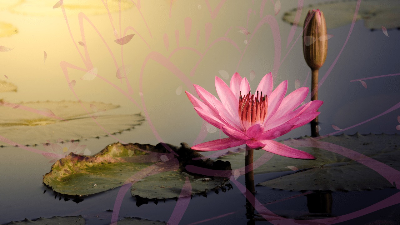 Sacred Lotus Flower: Revealing The Stunning Beauty And Its Meaning ...