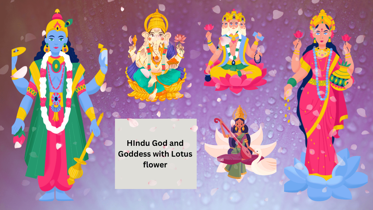 Sacred Lotus Flower: Revealing The Stunning Beauty And Its Meaning ...
